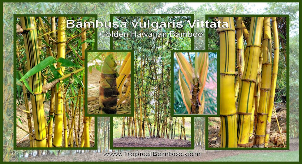 Tropical Bamboo Nursery & Gardens - The Bamboo Plant Source